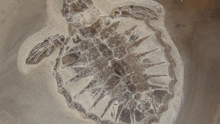 The Most Incredible Fossil Discoveries You Can See Today - NewsBreak