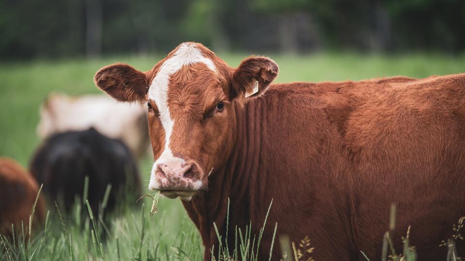 USDA’s latest cattle outlook explains why beef stays expensive into ...