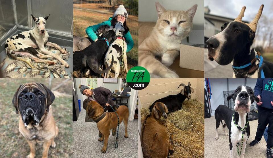 PSPCA rescues 39 cats, dogs, and goats from famed Mifflinburg breeder ...