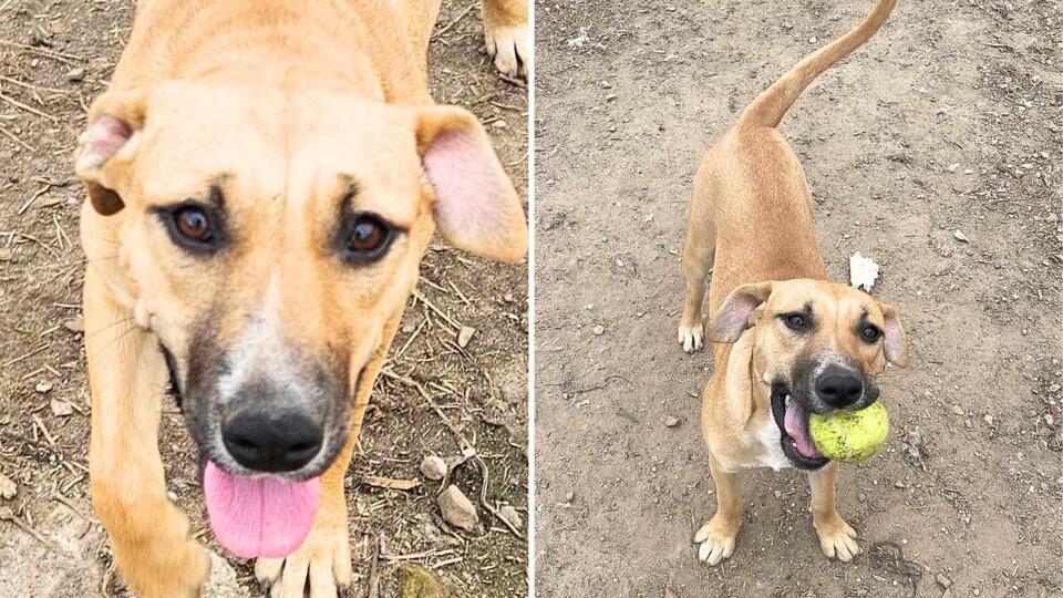 Meet Timber Twinkle: The Puppy Who Survived Neglectful Owners Now ...