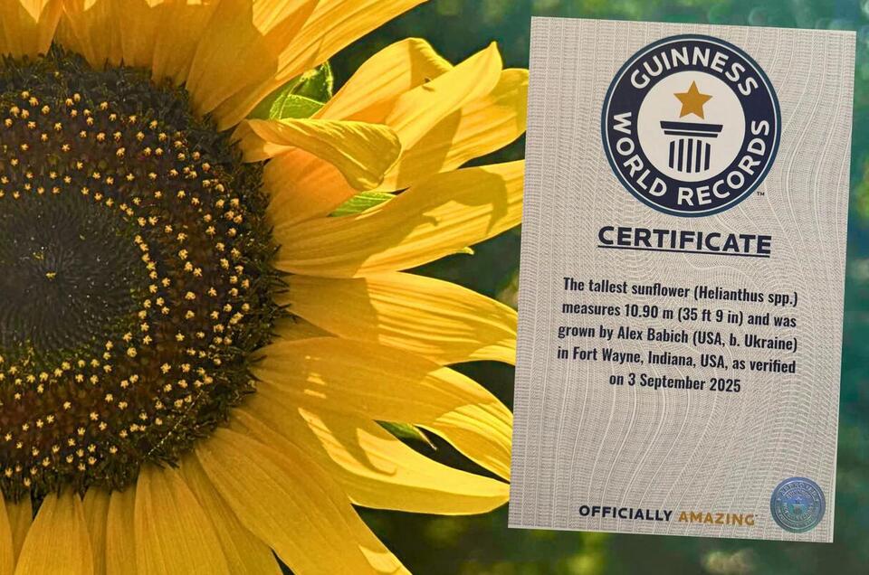 Indiana Family’s Sunflower Sets Guinness World Record - NewsBreak