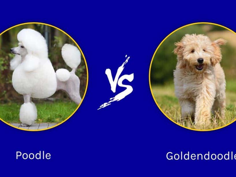 Poodle vs Goldendoodle: 5 Key Differences
