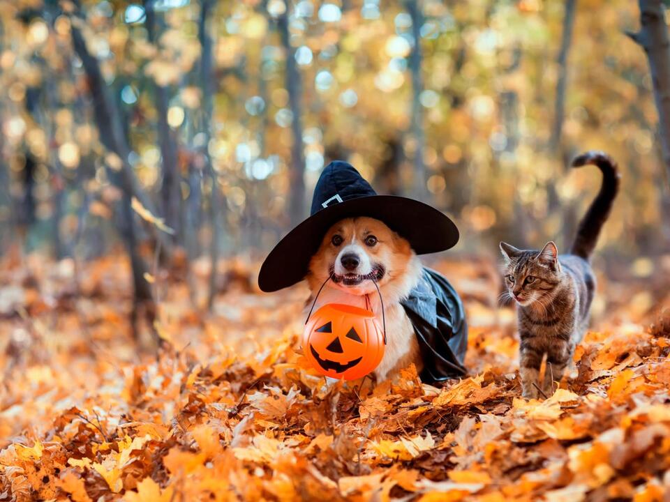 Fiending for a fall-like feel? Climatologist Barry Keim says it'll be ...