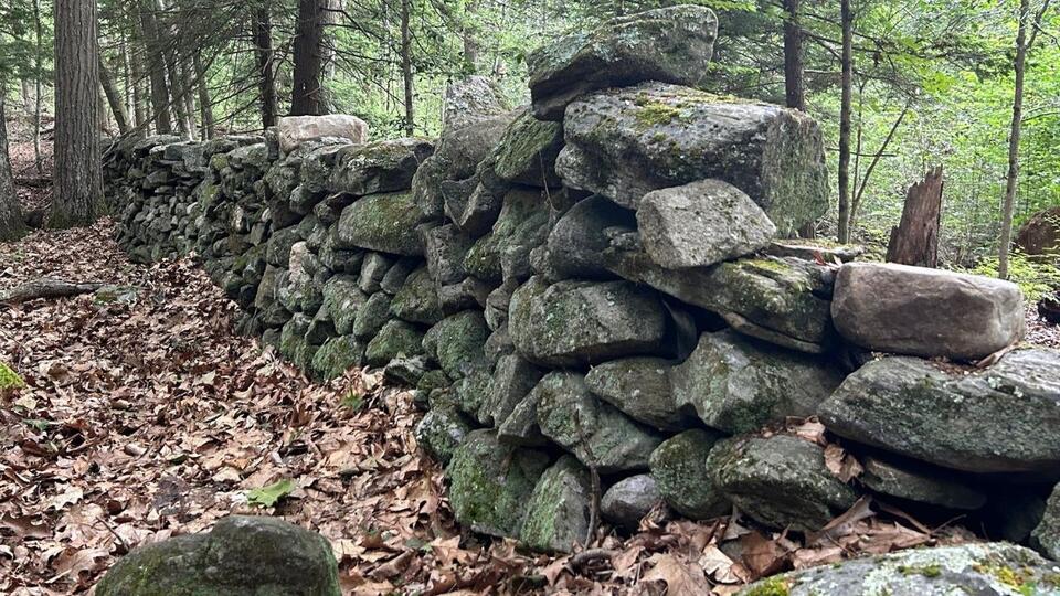 The Reason Behind Stone Walls In Mass. Forests - NewsBreak