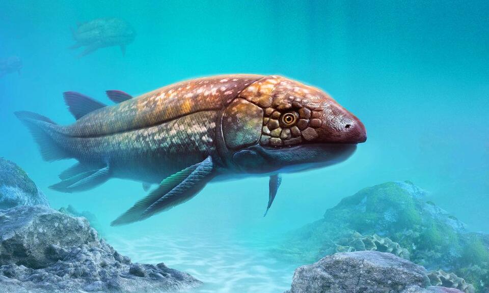 How ancient fish jaws built the path to modern land animals - NewsBreak