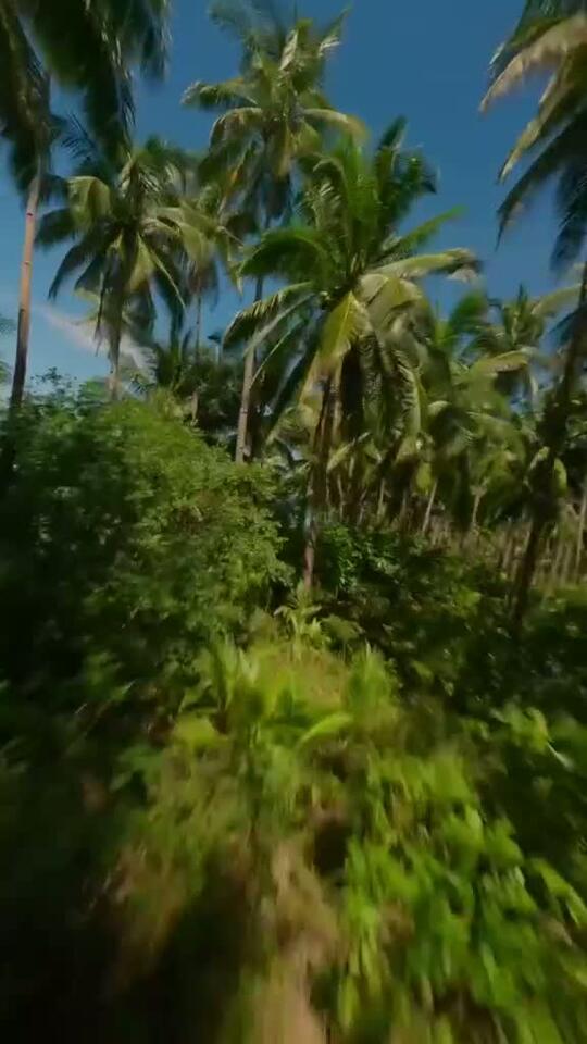 Palm trees and empty beaches 🙌 created by droneporn with ALTÉGO’s TOO ...