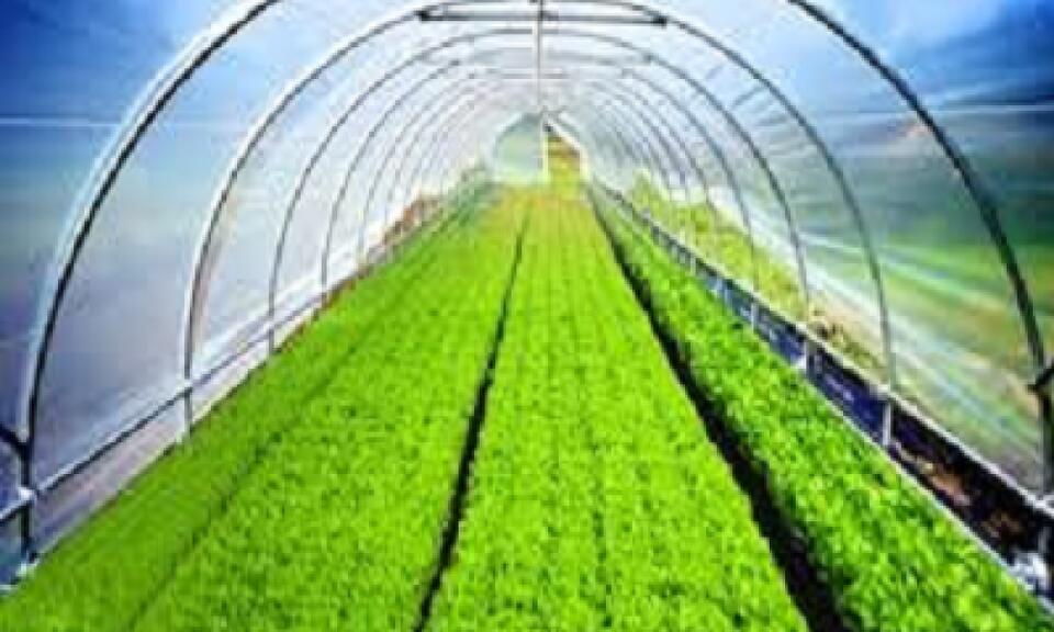 Greenhouse Film Market May Set New Growth Story| Sotrafa, POLIFILM ...
