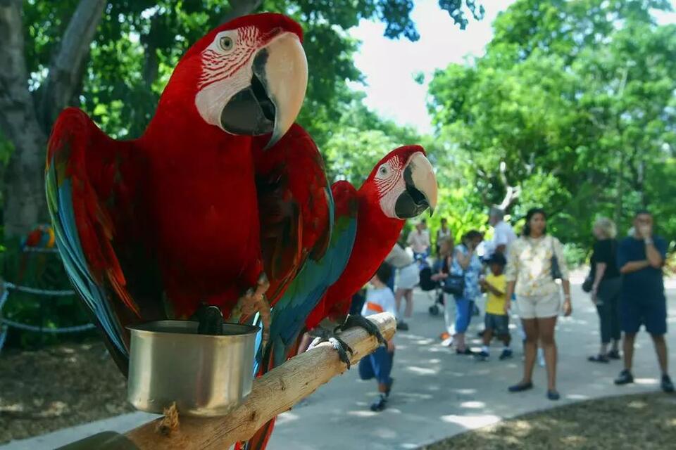 Parrots Are Out Here Rocking to “Not Like Us” & We Can’t Stop Watching ...