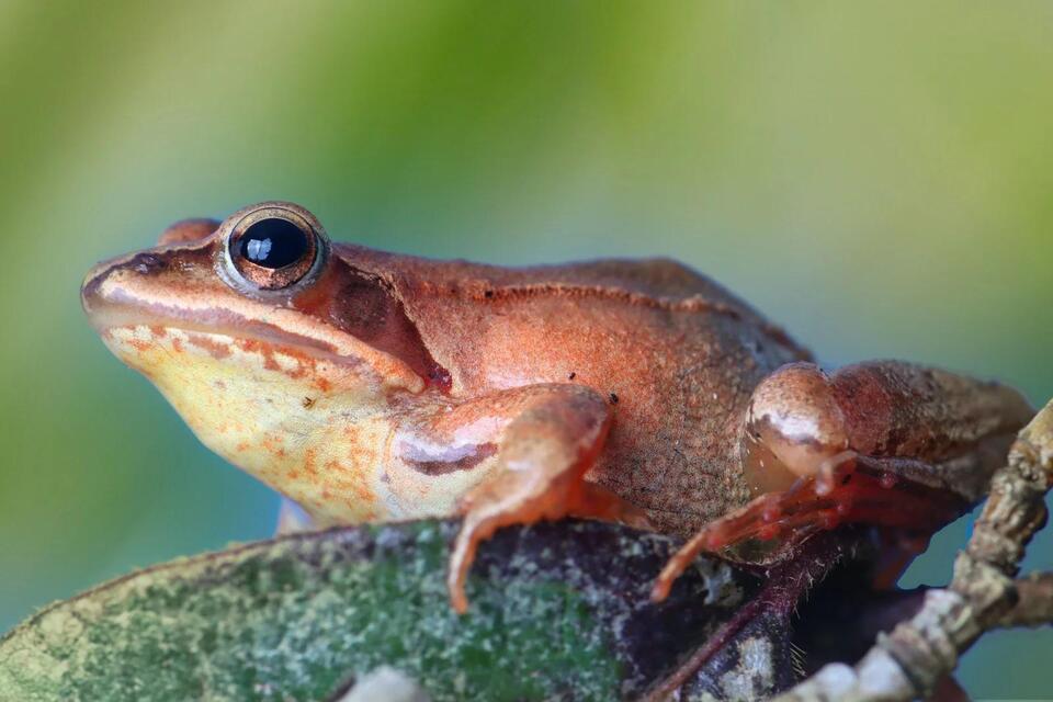 This Frog Freezes Solid Every Winter — and Then Comes Back to Life ...