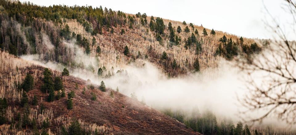 Beetle-mania’: Colorado scientists and citizens question state ...