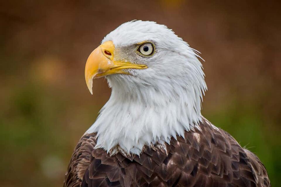 The 20 Best Places and Times to See Bald Eagles in Washington State ...