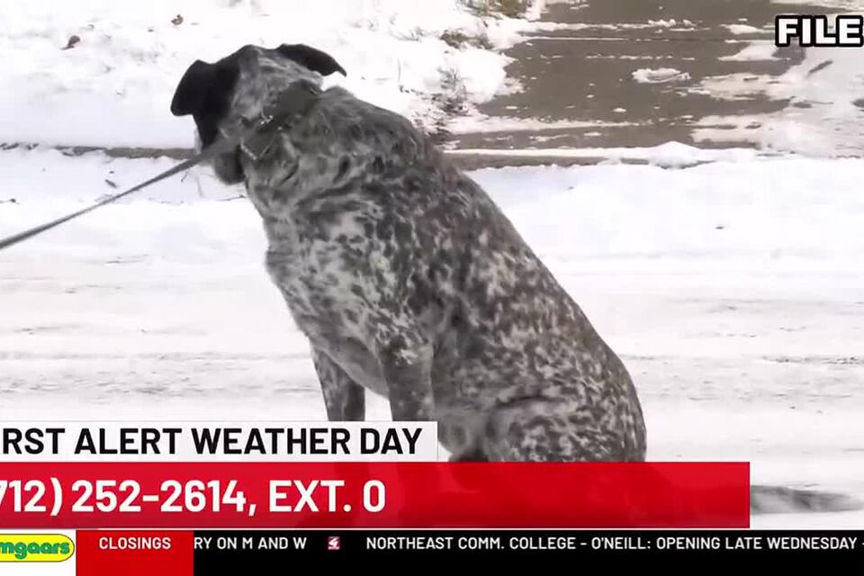 Have you seen signs of animal neglect during Siouxland’s cold weather ...