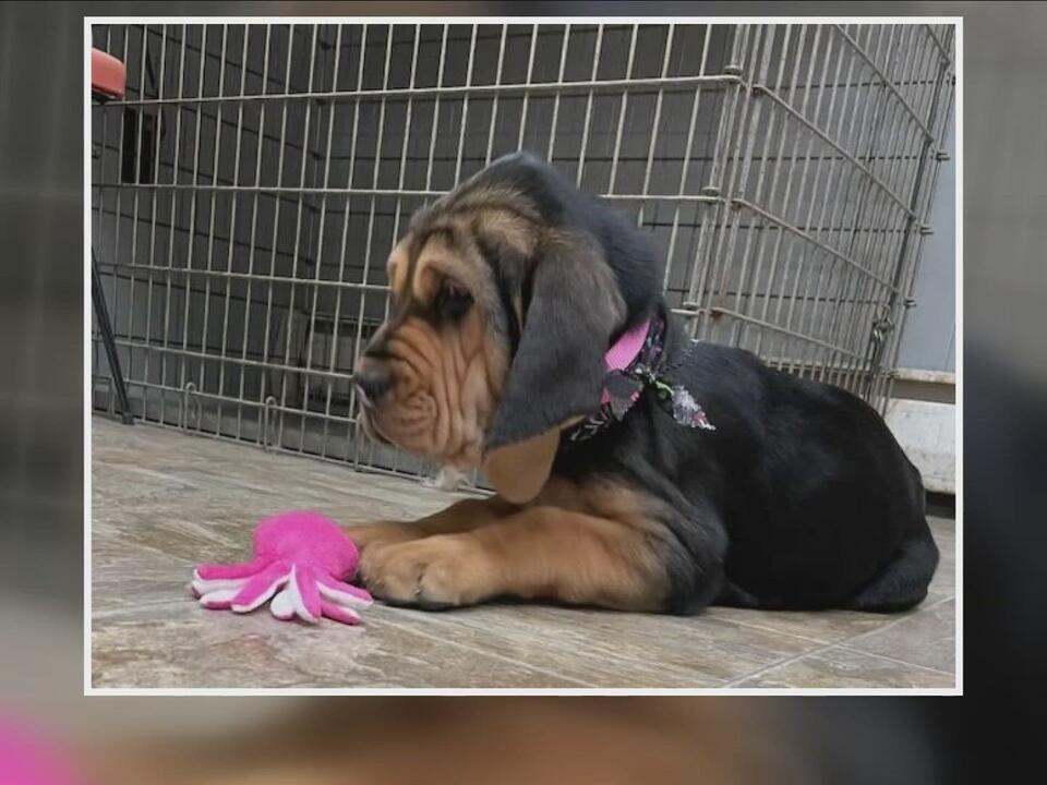 Bloodhound puppy is newest recruit for New York State Police