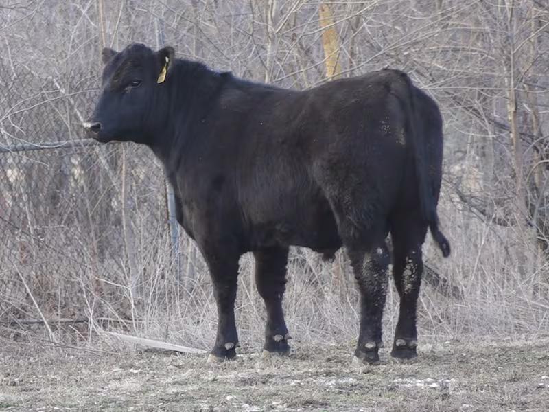 Wranglers catch previously missing bull from Saturday's fire at old ...