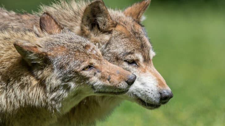 These Wolves Were Cloned to Save the Species - NewsBreak