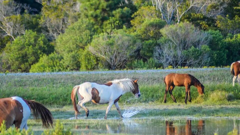 Chincoteague Island Is Virginia’s ‘Beautiful Land Across the Water’—Don ...