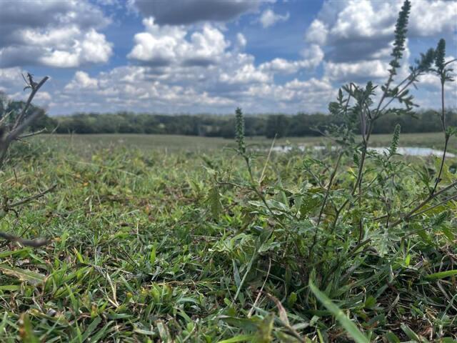 Extended summer dry spell is putting strain on Kentucky farmers - NewsBreak