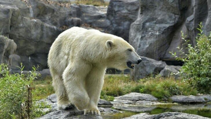 12 Apex Predators and How They Dominate the Food Chain - NewsBreak