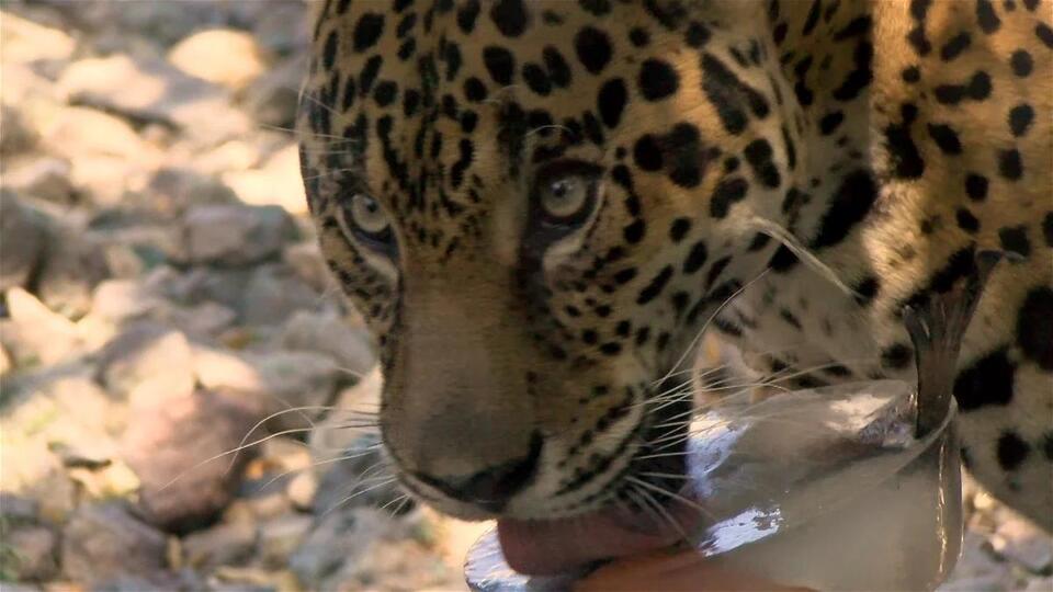 Staff at the Living Desert Zoo & Gardens keep animals cool in excessive ...