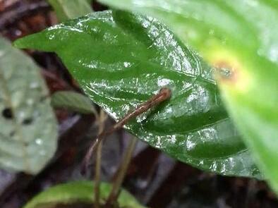 First conclusive evidence that a terrestrial leech species can jump