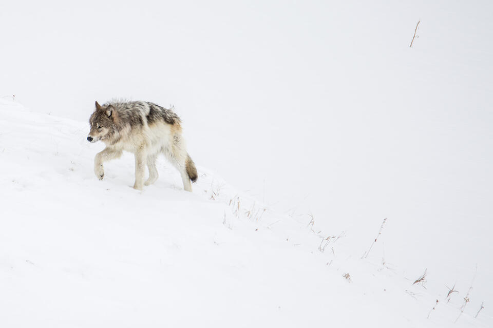 Disease outbreak cuts Wyoming, Yellowstone wolf numbers to lowest level ...