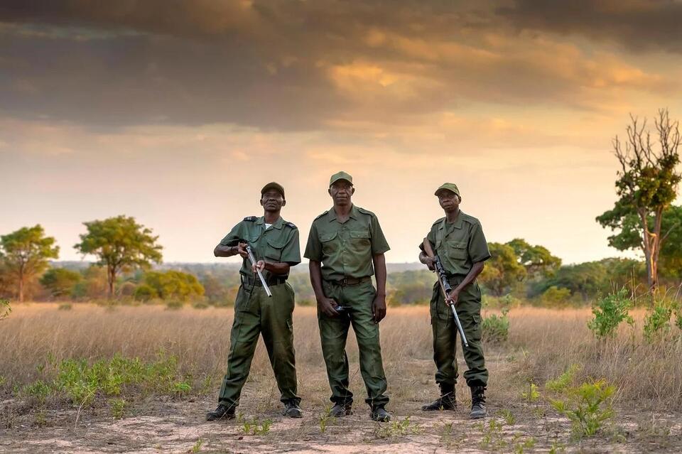 The Threat of Poaching and What is Being Done to Combat It - NewsBreak