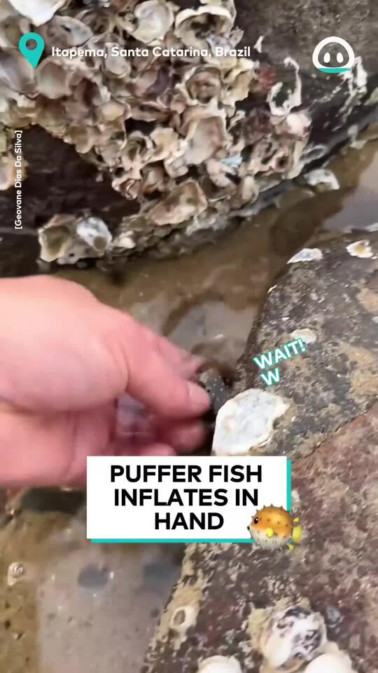 Puffer Fish Puffs Hello - NewsBreak