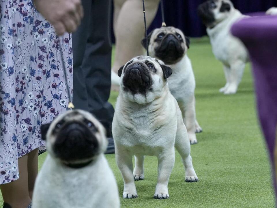 NYC dog handlers reveal how they prepare for the Westminster Dog Show ...