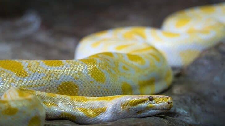 The 10 Most Invasive Animal Species Wreaking Havoc in the US - NewsBreak