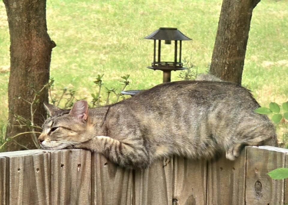 Watch Out For Flea-borne Typhus This Fall Season - NewsBreak