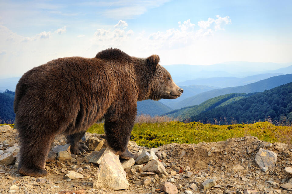 Canadian Rockies Or The Swiss Alps - NewsBreak
