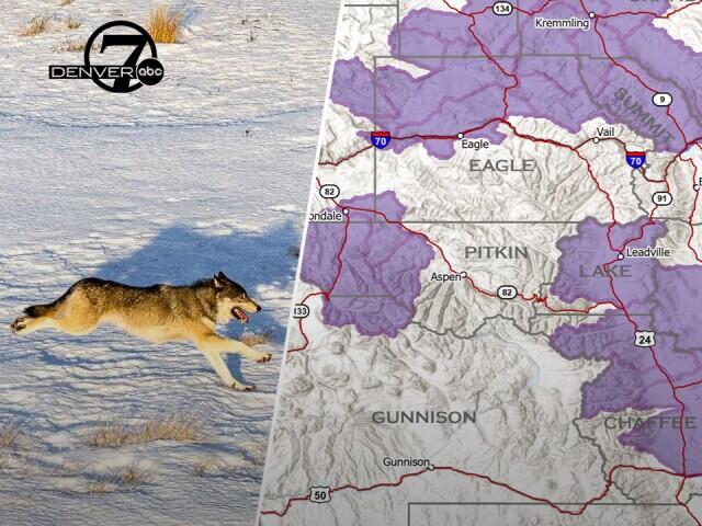 A wolf 'is exploring' southern Colorado, CPW says with latest wolf ...