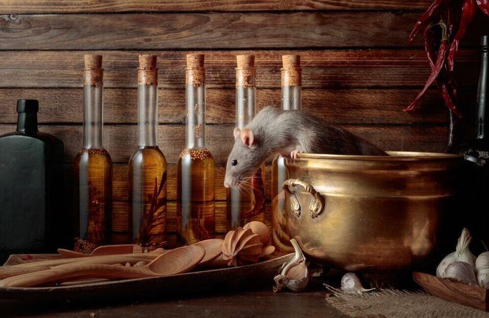 There Are Rodents in 20.1% of New Hampshire Households, 7th Most in the ...