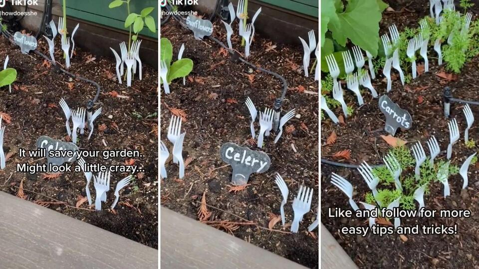 Gardener reveals unusual hack for keeping squirrels and birds out of ...