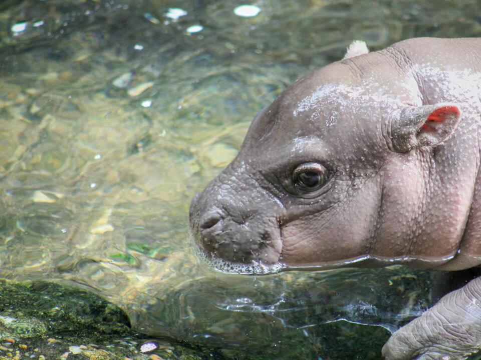 Henry Doorly Zoo welcomes pygmy hippopotamus calf