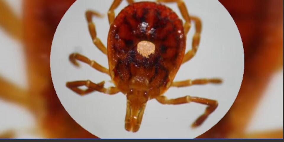 Alpha-Gal Syndrome made a reportable condition in West Virginia - NewsBreak