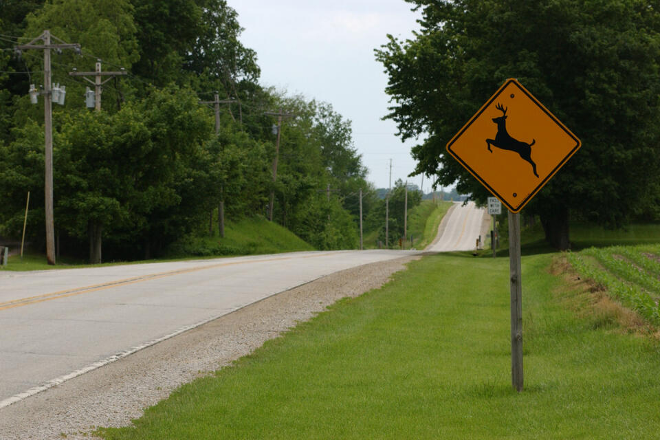 PennDOT Warns Drivers to Be Alert as Deer-Related Crashes Hit Five-Year ...