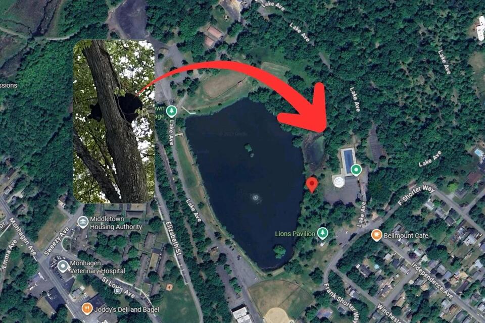 Black Bear Sighting at Park in Orange County, NY - NewsBreak