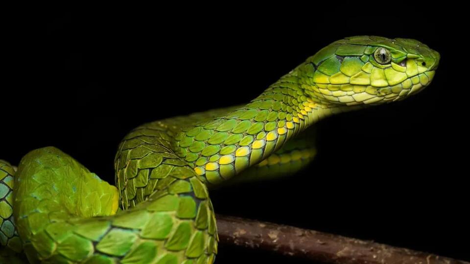 The Smooth Green Snake in Wyoming: Habitat, Identification & Where to ...