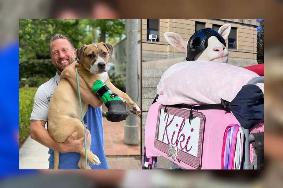 Disabled Animals at Dartmouth Sanctuary Get Help from ‘Wizard of Paws ...