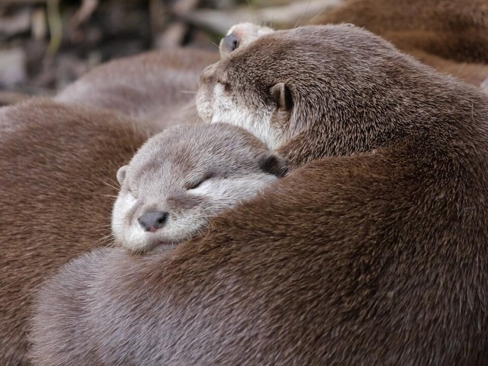 Otters on the Comeback: From Riverbank Ghosts to Conservation Success ...