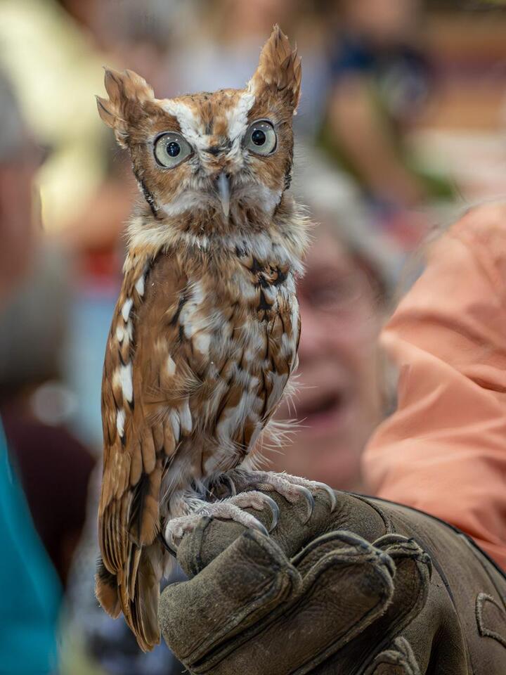 Live owl show provides up-close look at elusive raptors - NewsBreak
