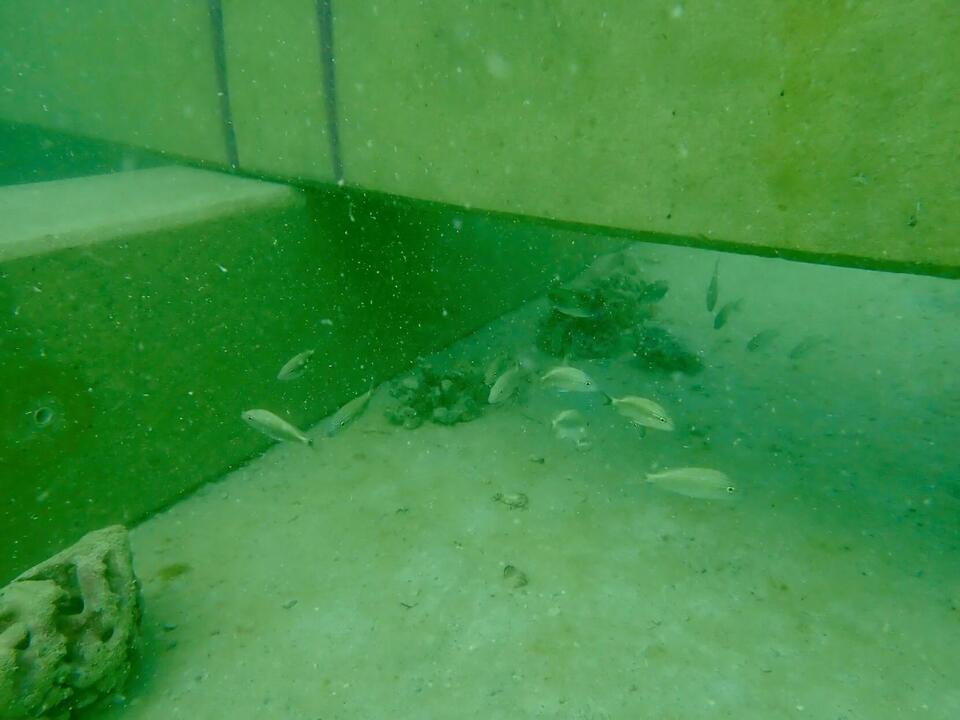 Coordinates available for county's first artificial reef in new program ...