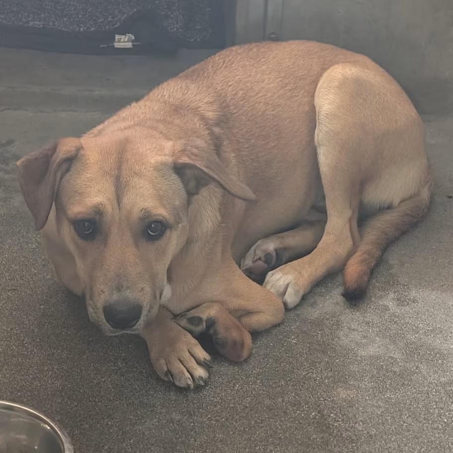🐶 Playful Pit Bulls & a Loyal Shepherd Ready for Adoption in Mission ...