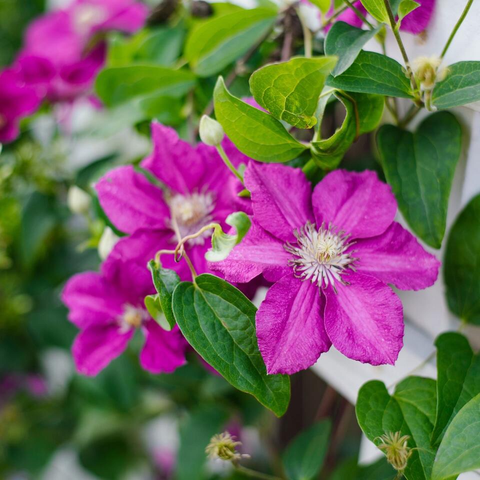 What to Do With Clematis in June for Big Blooms That Return Year After ...