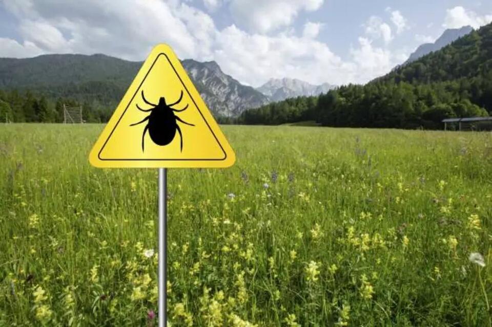 These Are The Highest Risk Locations For Ticks In Massachusetts - NewsBreak