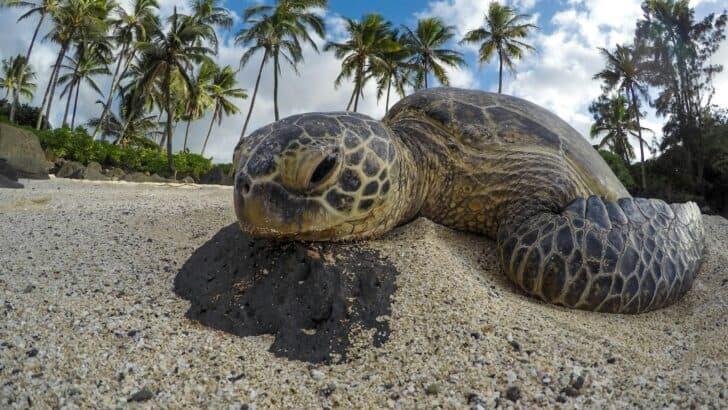 How You Can Help Protect Turtles on Beaches This Summer - NewsBreak