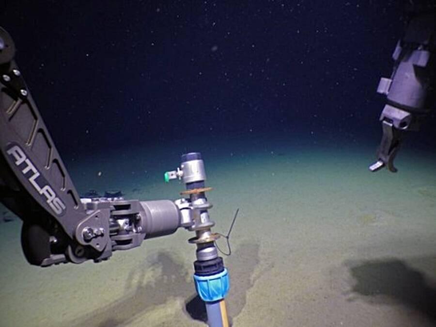 Researchers Discover Chlamydia In The Deepest Reaches Of The Arctic ...