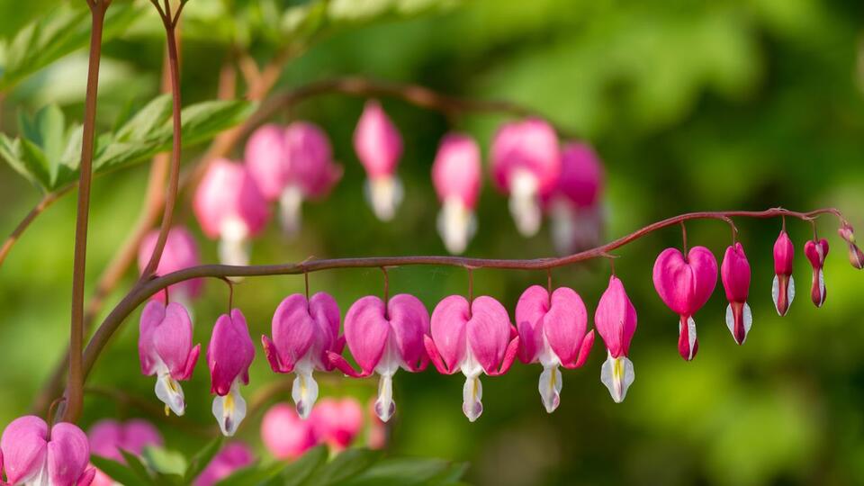 Inspiring Plants That Symbolize Love Images