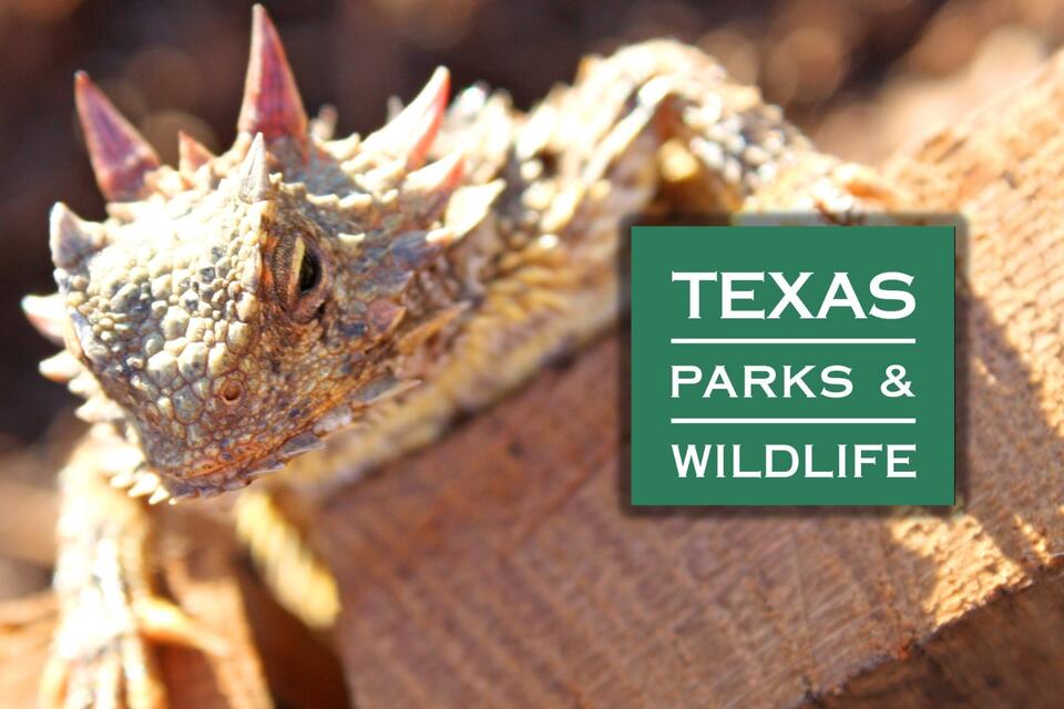 TPWD Horned Lizard Plate Gets New Design for 25th Year - NewsBreak
